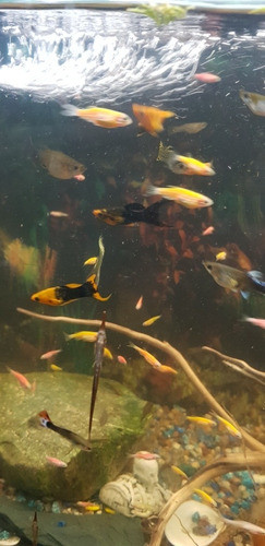 Pez Molly Leopardo - Leopard Molly Fish