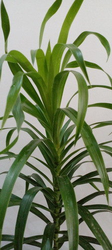 Dracena Anita Plant