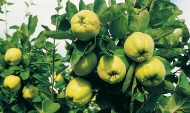 Membrillo Plant