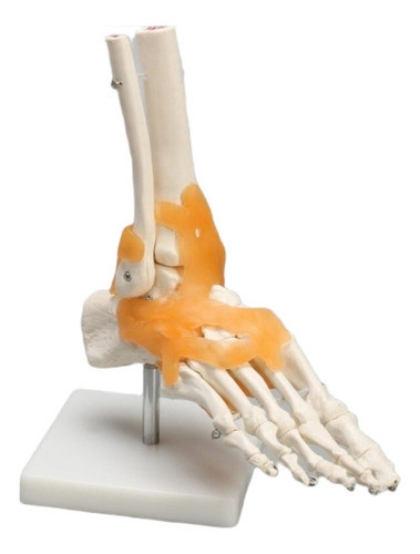 Estudio De Medicina Anatomical Model of the Human Foot with Ligaments ...