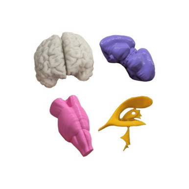 Tiny Studio Kit Neuro - 3D Printed Anatomy