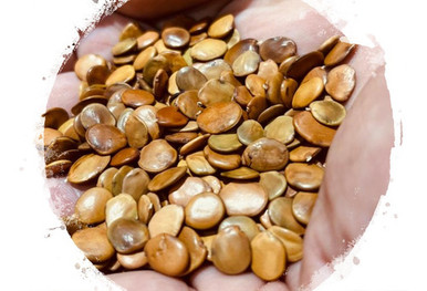 Gliricídia Sepium - Kit with 2000 Seeds