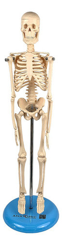 ANATOMIC 45 Cm Human Skeleton