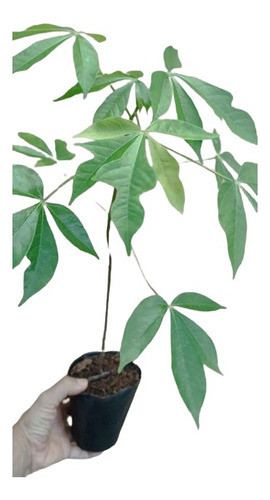 Yacaratia Tree - Edible Wood - Missionary Jungle