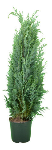 Chamaecyparis Lawsoniana Blue Surprise, Conífera