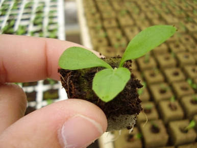 Oasis 100 Hydroponic Phenolic Foam Cubes for Seed Germination
