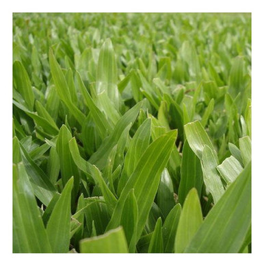 Pan De Pasto Axonopus (Brasilero) 1 M2