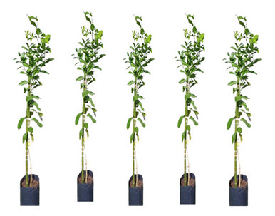 CitrusRod Combo 5 Citrus Trees of Choice