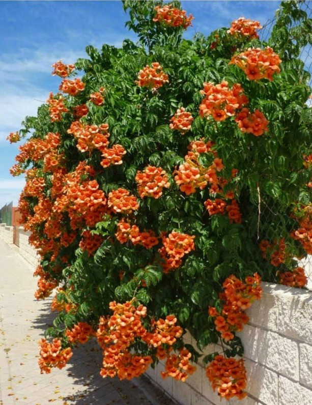 Campsis radicans | Trumpet Creeper Vine Seeds