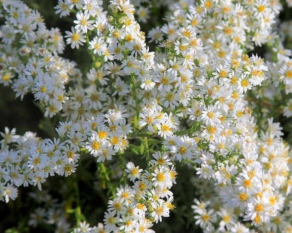 Aster ericoides | Heath Aster | Myrten Aster Flower Seeds