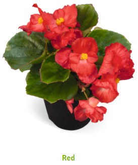 Begonia semperflorens Sprint Plus Red | BULK Wax Begonia Seeds