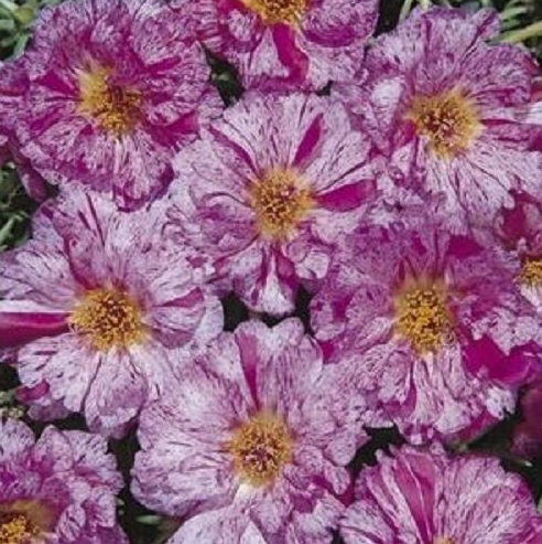 Portulaca grandiflora F₁ Sundial Caliente Mix | Moss Rose Flower Seeds