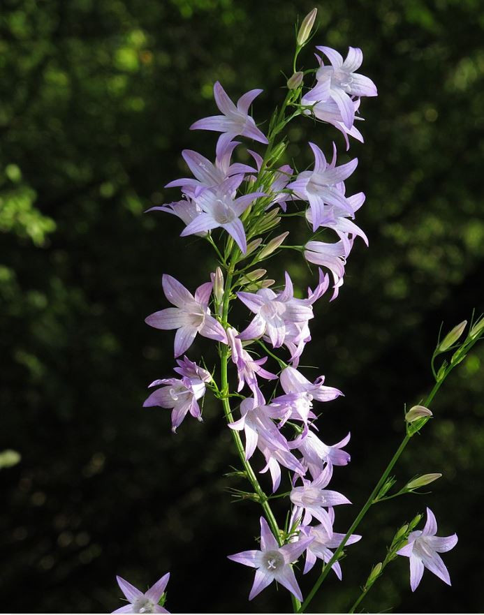 Campanula rapunculus | Rampion Bellflower Seeds