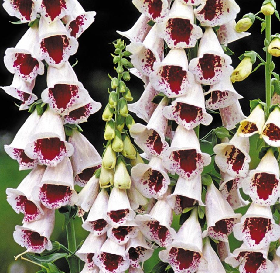 Digitalis purpurea 'Pam's Choice', 'Elsie Kelsey' | Fingerhut ...