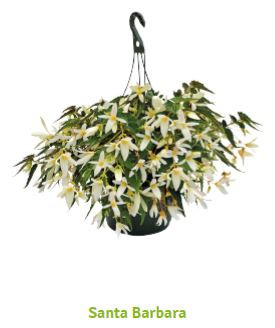 Begonia boliviensis Sun Cities Collection 'Santa Barbara' | BULK ...