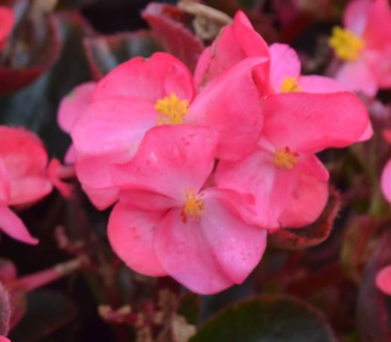 Begonia Semperflorens Cocktail® Tequila Bulk Wax Begonia Seeds