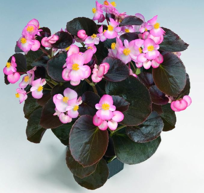Begonia semperflorens Nightlife 'Blush' | BULK Wax Begonia Seeds