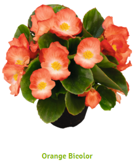Begonia semperflorens Sprint Plus Orange Bicolor | BULK Wax Begonia Seeds