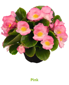 Begonia semperflorens Sprint Plus Pink | BULK Wax Begonia Seeds