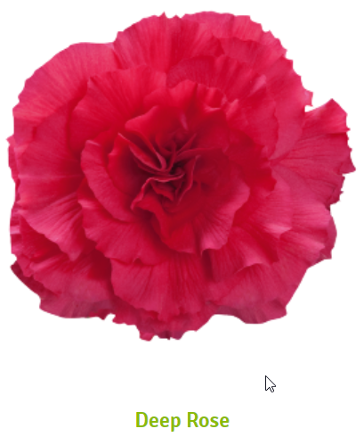 Begonia tuberhybrida F₁ Nonstop® Deep Rose | BULK Tuberous Begonia Seeds