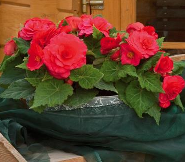 Begonia tuberhybrida F₁ Nonstop® Red | BULK Tuberous Begonia Seeds