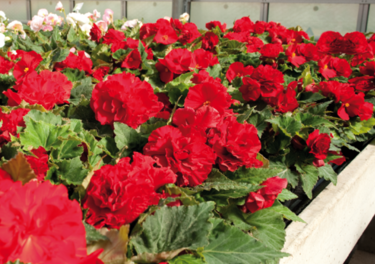 Begonia tuberhybrida F₁ Nonstop® Red | BULK Tuberous Begonia Seeds