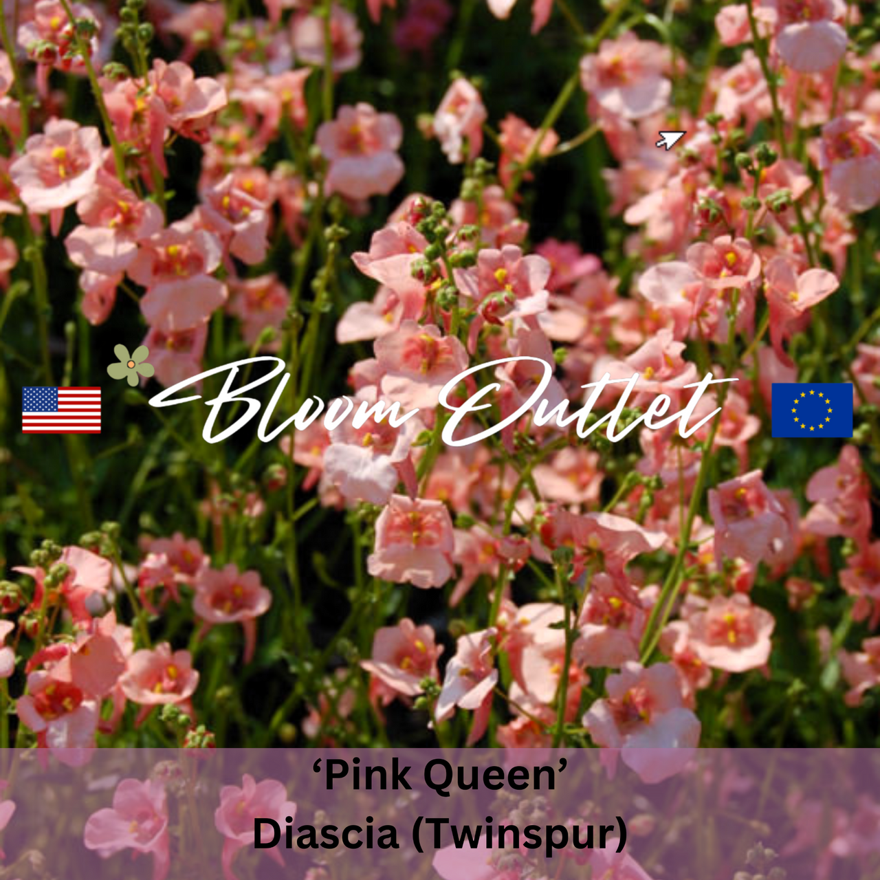 PINK BEAUTY - Twinspur Seeds (Diascia barbarae)