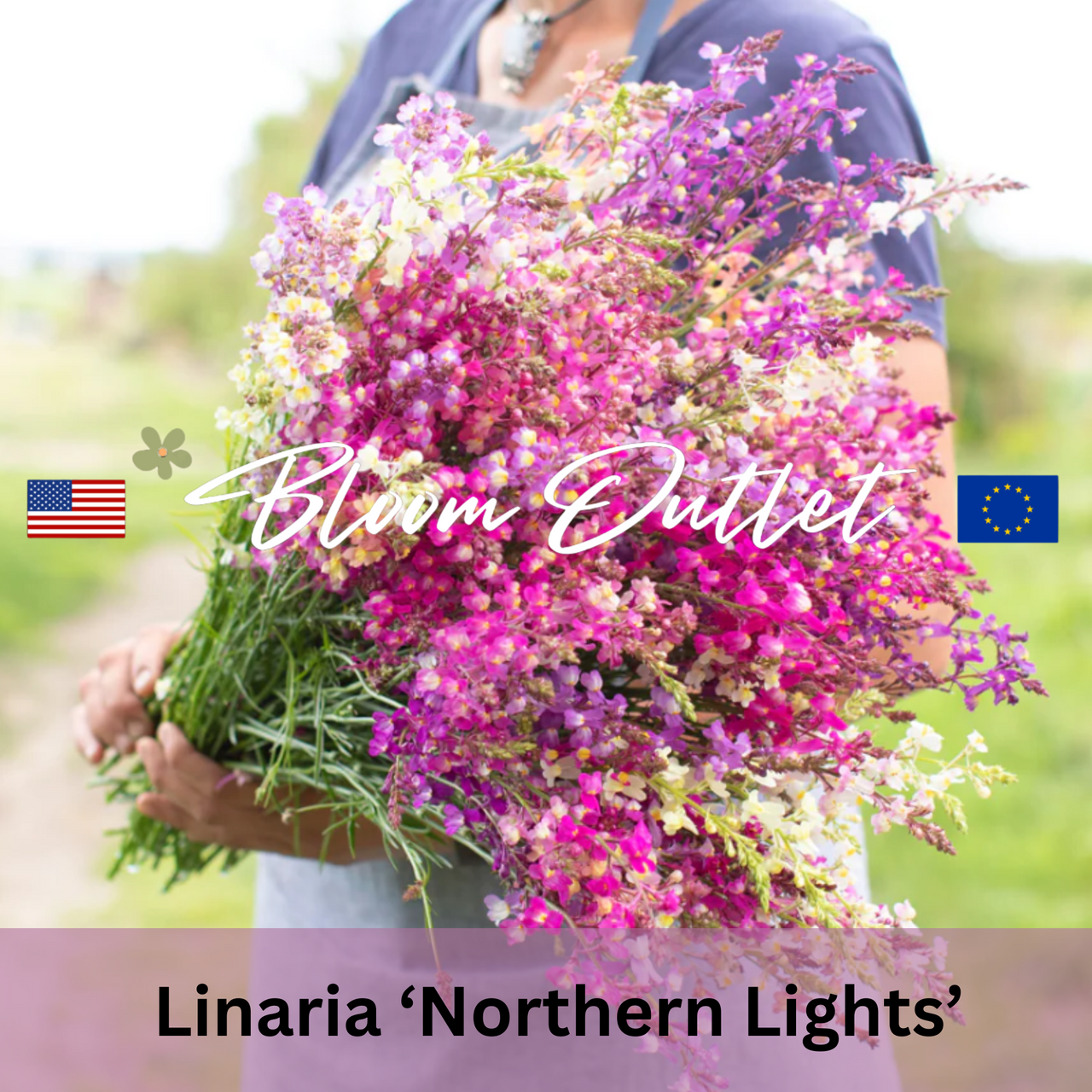 NORTHERN LIGHTS - Toadflax, Baby Snapdragon - 1000 Seeds (Linaria ...
