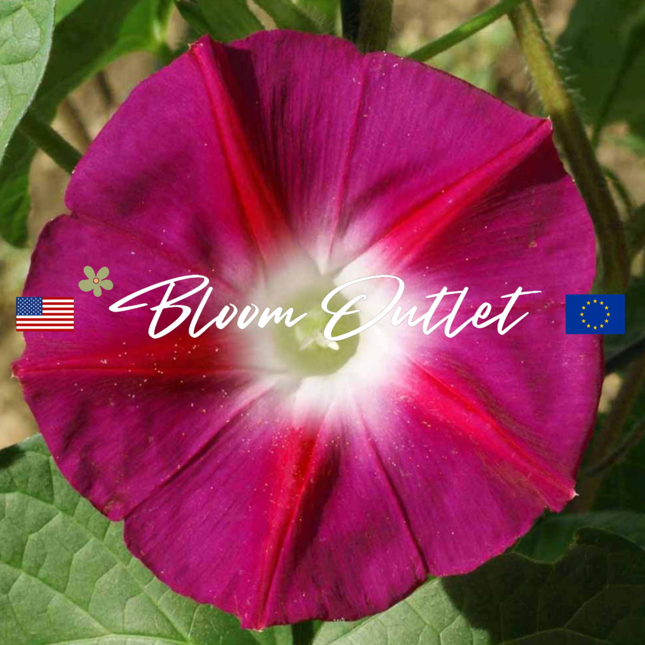 SCARLET O'HARA Morning Glory Seeds - AAS Winner (Ipomoea nil)
