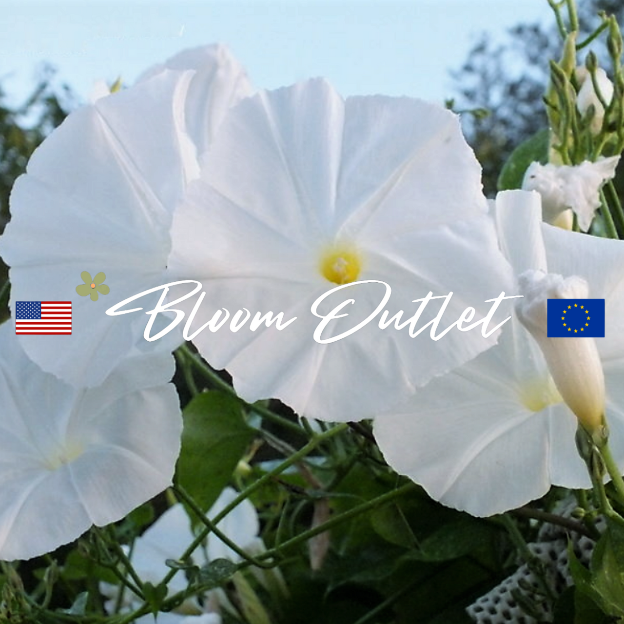 PEARLY GATES Morning Glory Seeds (Ipomoea tricolor)
