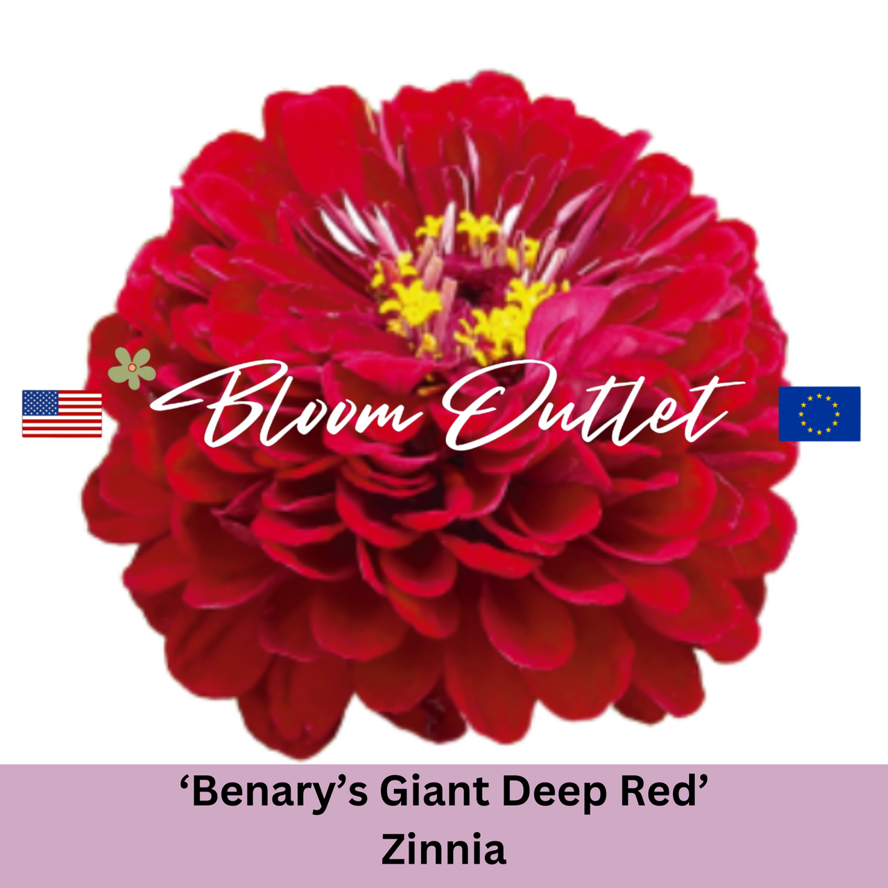 BENARY'S GIANT DEEP RED Zinnia - 25 Seeds (Zinnia elegans)