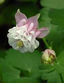 Aquilegia vulgaris 'Pink Petticoat' | Columbine | Granny's Bonnet ...