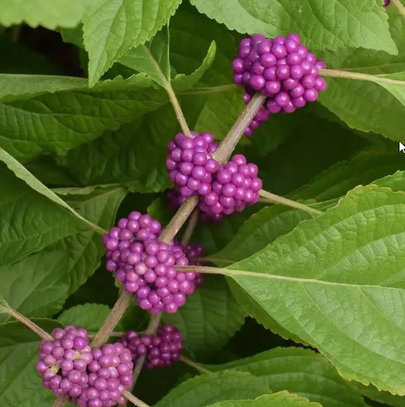Callicarpa americana | American Beautyberry | French mulberry Shrub Seeds