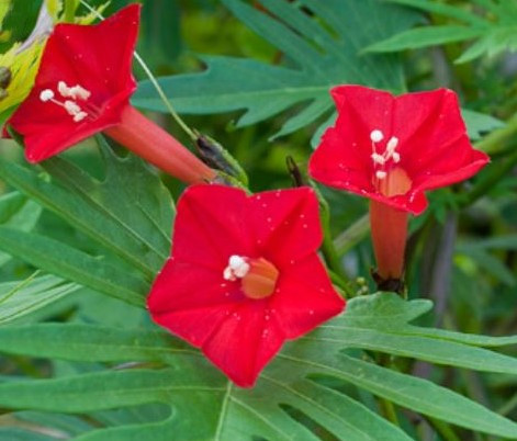 Ipomoea multifida ‘Cardinal Climber’ | Morning Glory Vine Seeds ...