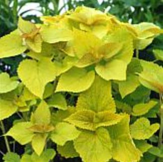 Agastache foeniculum 'Golden Jubilee' | Anise Hyssop Seeds | Bloom Outlet