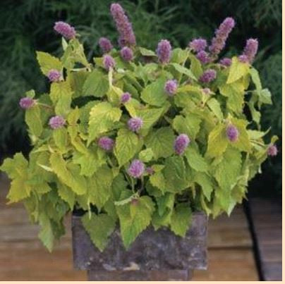 Agastache foeniculum 'Golden Jubilee' | Anise Hyssop Seeds | Bloom Outlet