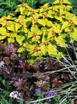 Agastache foeniculum 'Golden Jubilee' | Anise Hyssop Seeds | Bloom Outlet