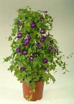 Asarina scandens ‘Joan Lorraine’ ‘Joan Loraine’ | Climbing Snapdragon ...