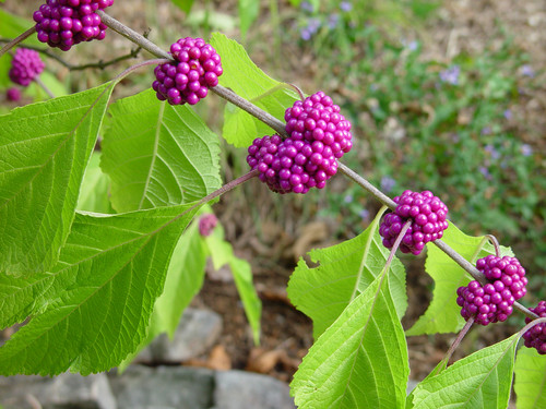 Callicarpa americana | American Beautyberry | French mulberry Shrub Seeds