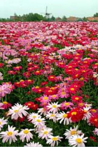 Tanacetum coccineum 'Robinson's Giant Mix' | Pyrethrum Painted Daisy ...