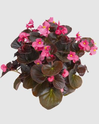 Begonia semperflorens Cocktail® 'Tequila' | BULK Wax Begonia Seeds