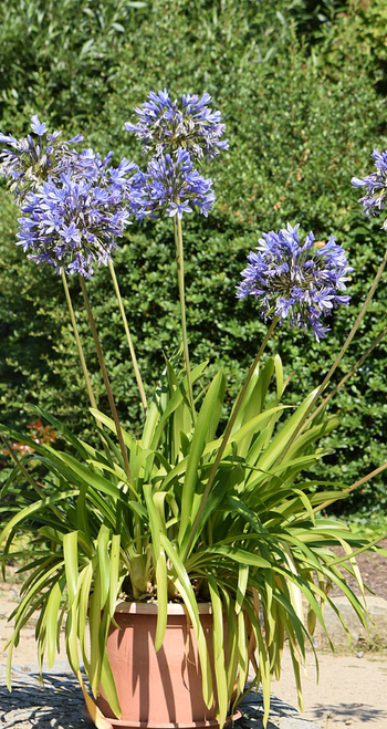 Blue African Lily Flower Seeds (Agapanthus praecox)