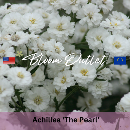 The Pearl Yarrow (500 Seeds) | Achillea ptarmica