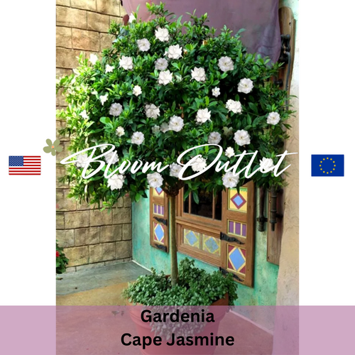 Cape Jasmine, Cape Jessamine, Gardenia Seeds (Gardenia jasminoides)