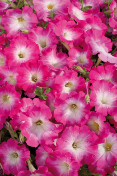 Ipomoea multifida ‘Cardinal Climber’ | Morning Glory Vine Seeds ...