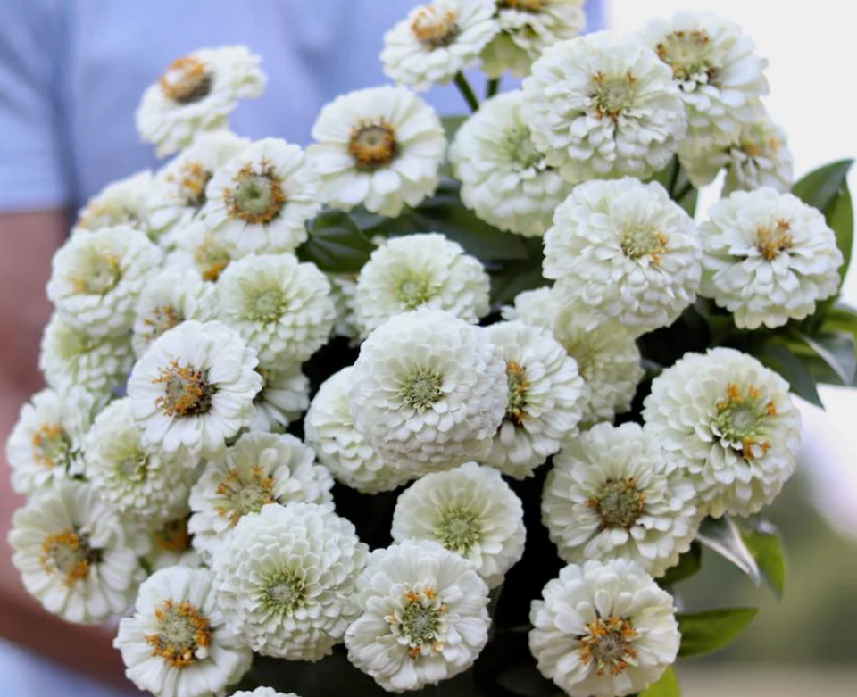 Bloom Outlet - Your Online Flower Seed Shop