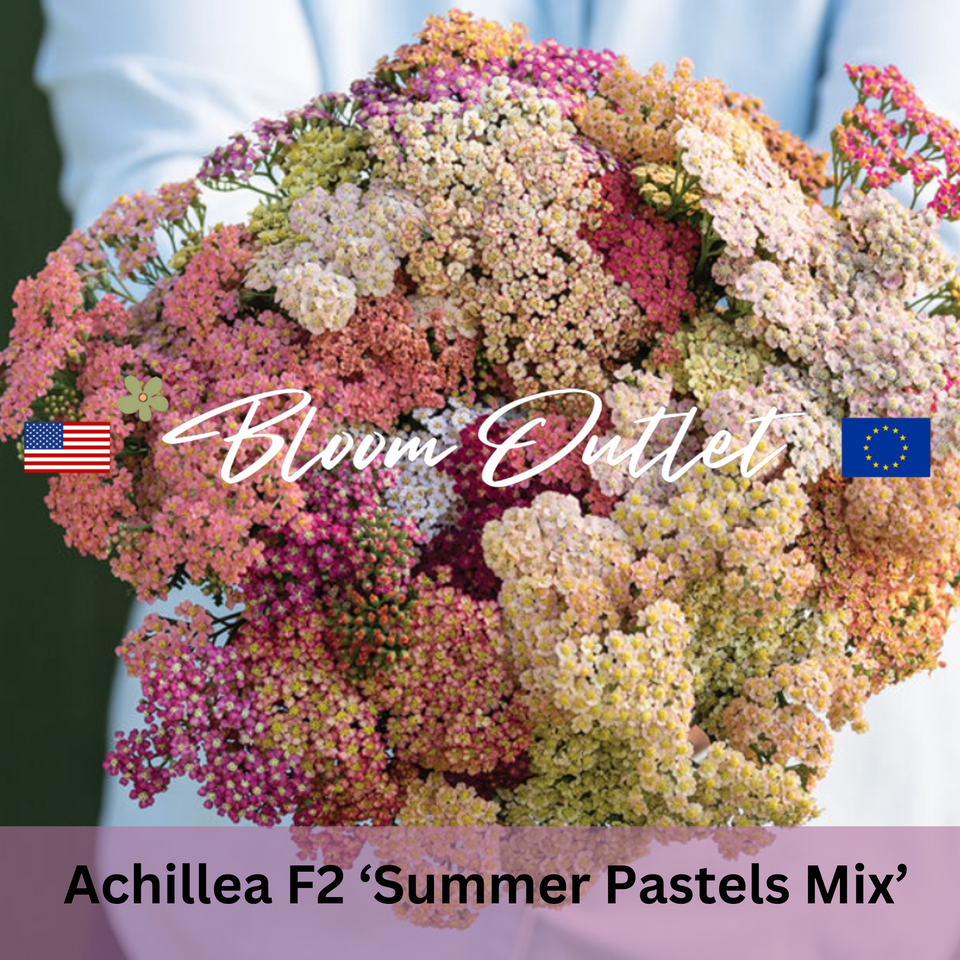 Bloom Outlet - Your Online Flower Seed Shop