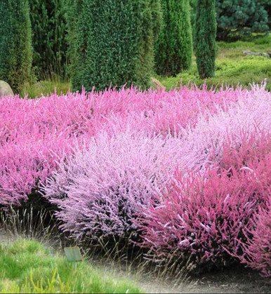 Calluna vulgaris | Scotch Heather Flower Seeds
