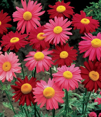 Tanacetum coccineum 'Robinson's Giant Mix' | Pyrethrum Painted Daisy ...