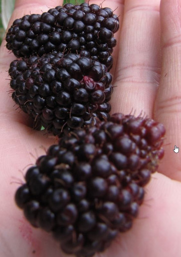 Rubus glaucus | Andean Raspberry | Mora de Castilla | Andes Berry Fruit ...